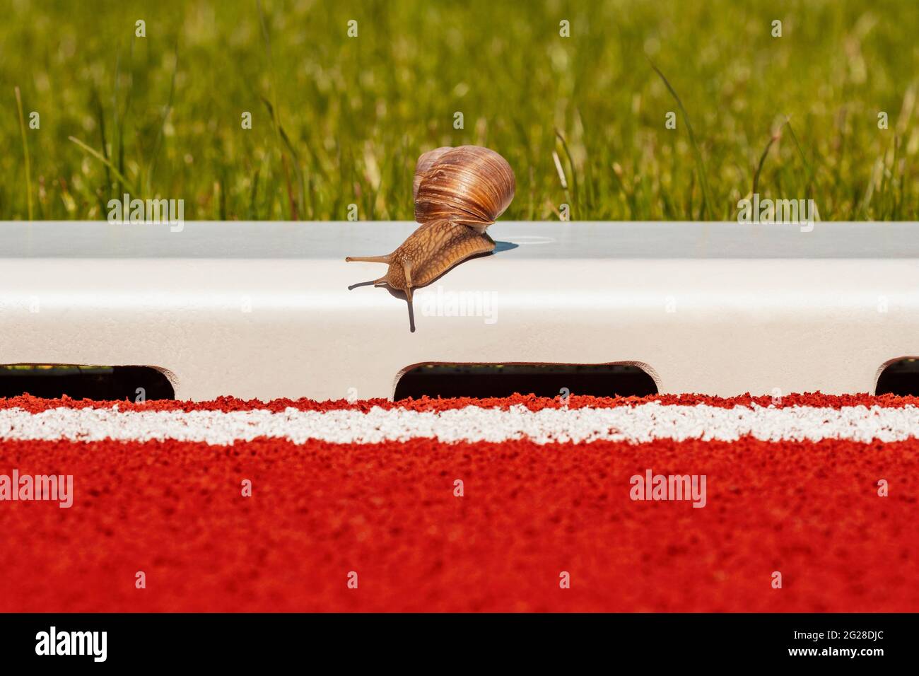 Snail ready for competition in stadium with running track Stock Photo ...