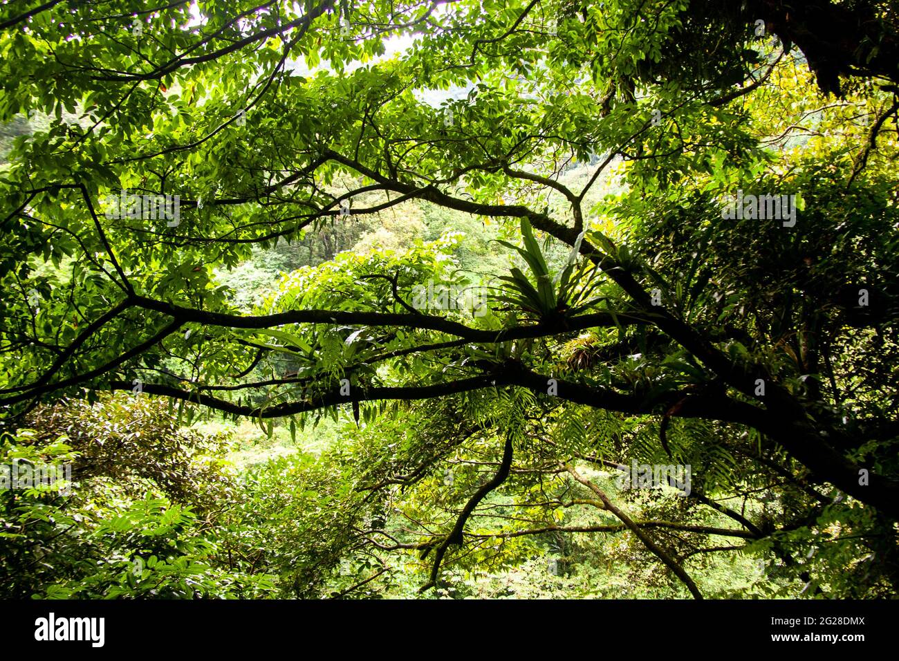Adansonia digitata African Baobab Tree, Photographed at Lake Manyara ...