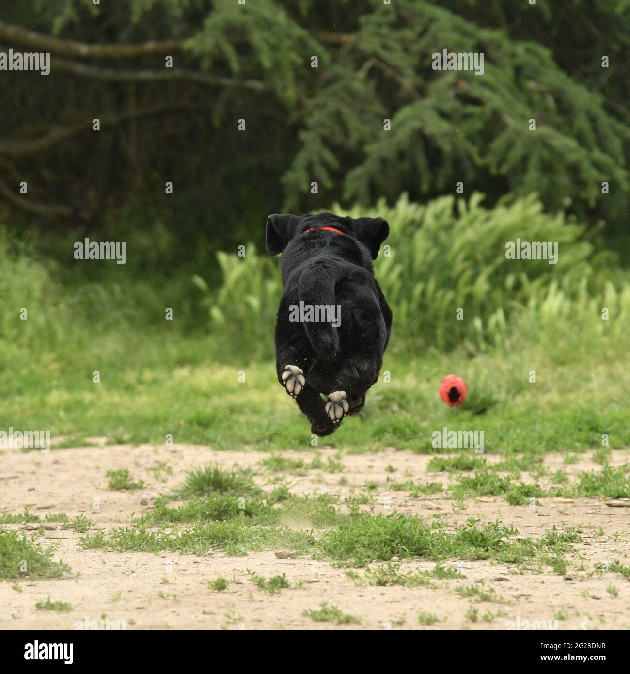 Labrador retriever catching game hi-res stock photography and images ...