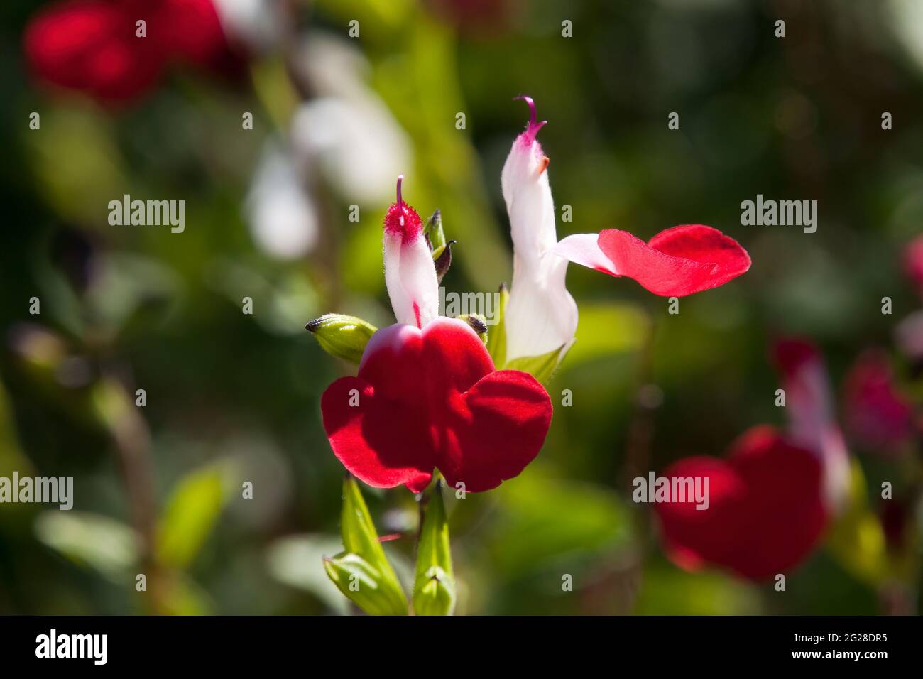 Sydney Australia, flowers of a hot lips salvia bush in sunshine Stock ...