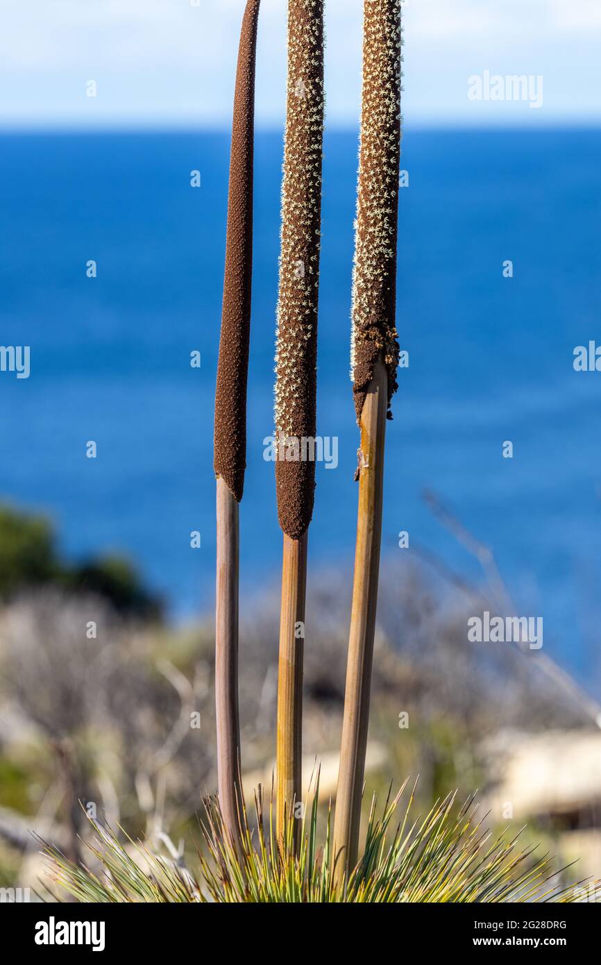 Oval Grass Tree with flower spikes Stock Photo - Alamy