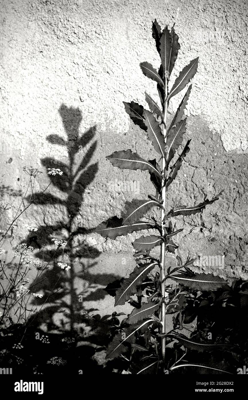 Black and white image of a thorny weed with a hard shadow on the wall ...
