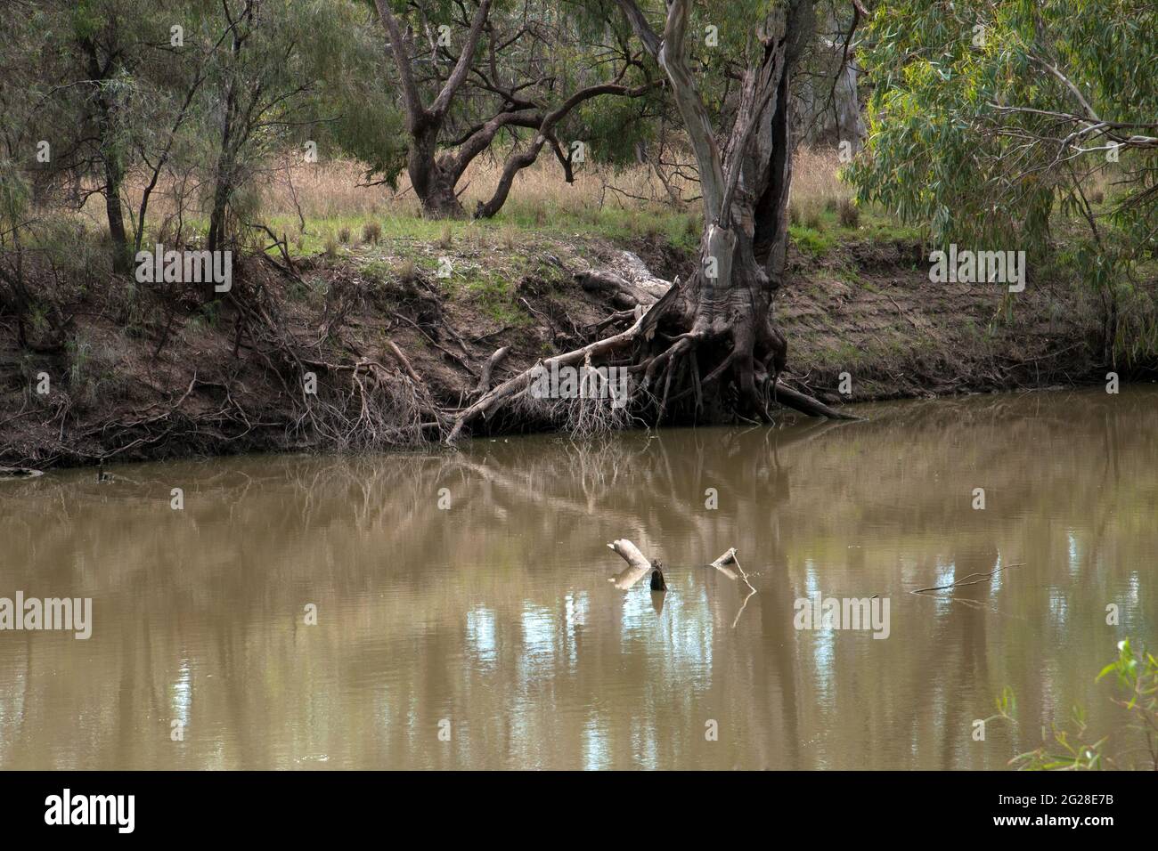 Hillston Australia, view of tree roots and erosion along the riverbank ...