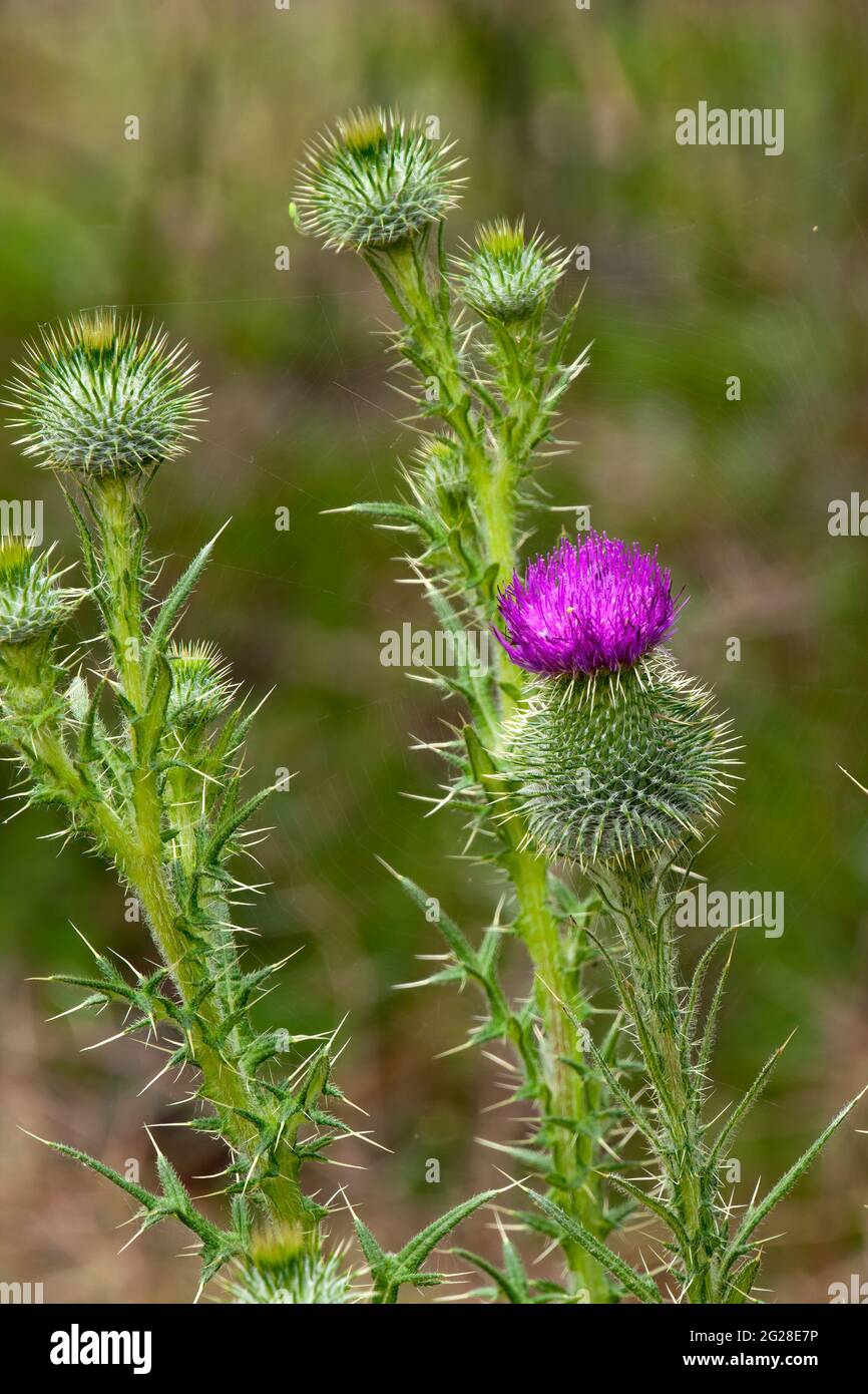 Hilston Australia, flowering scotch thistle in early spring Stock Photo ...