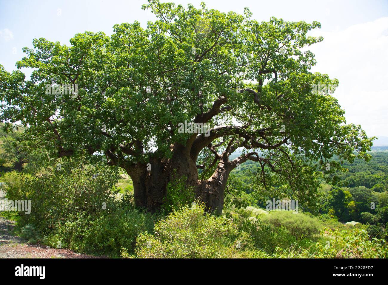 Adansonia digitata African Baobab Tree, Photographed at Lake Manyara ...