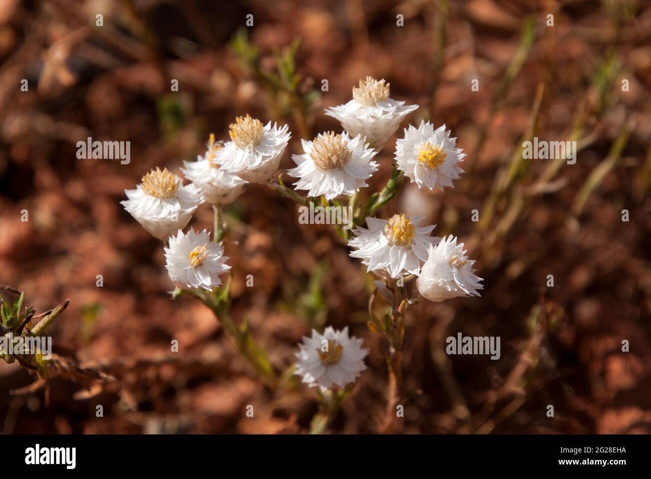 Cobar Australia, dry white flowers of a coronidium elatum or white ...