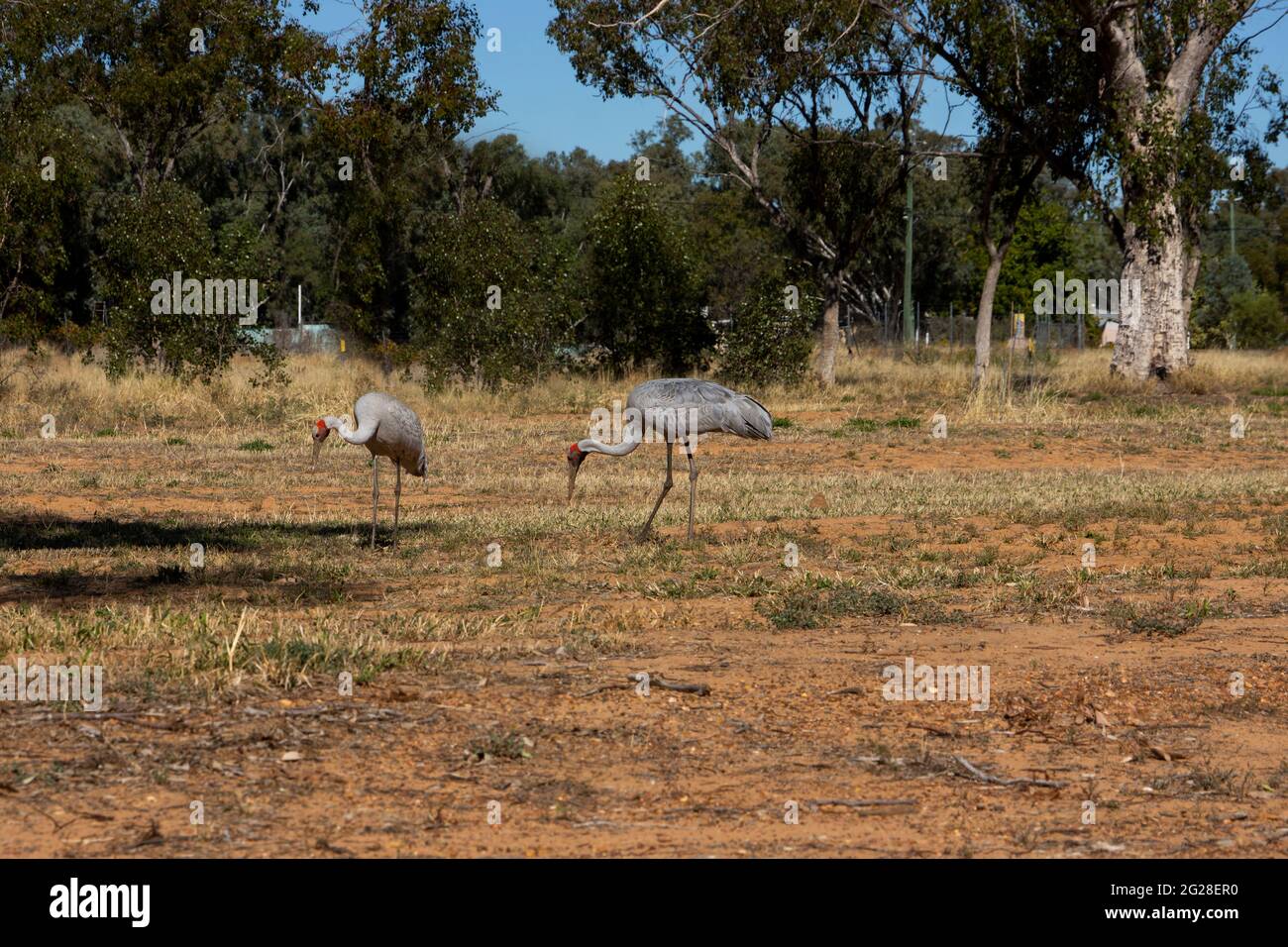 Two brolgas (grus rubicunda), a large Australian crane, feeding on ...