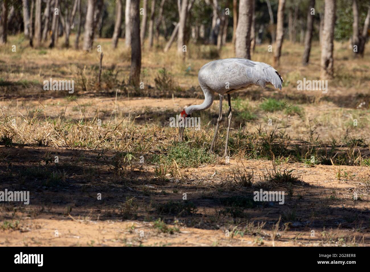 Brolga (grus rubicunda), a large Australian crane, feeding on waste ...