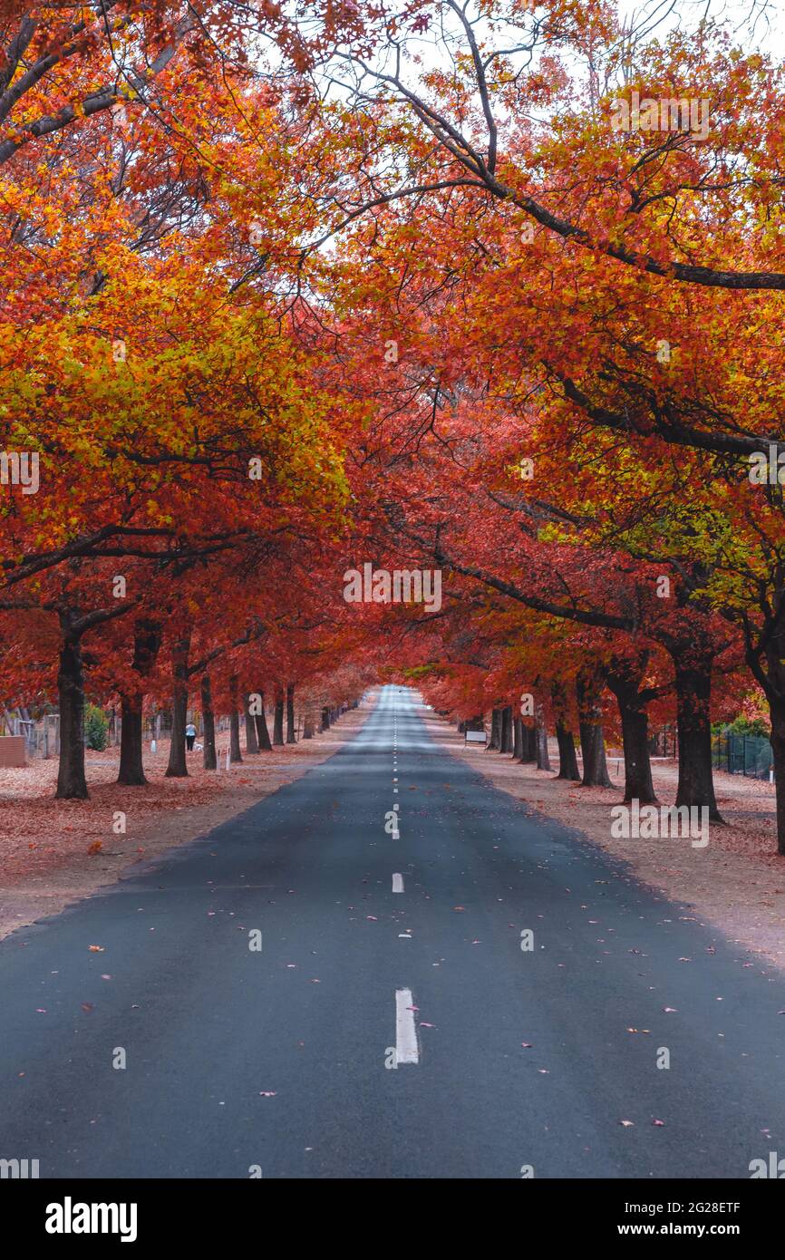 Beautiful Trees in Autumn Lining Streets in Town Stock Photo - Alamy