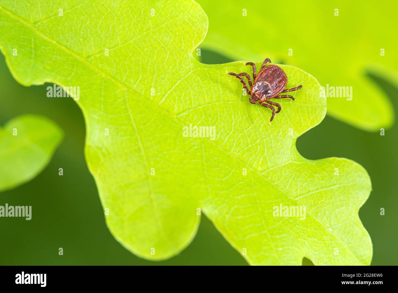 Parasite mite sitting on a green oak leaf. Danger of tick bite Stock ...