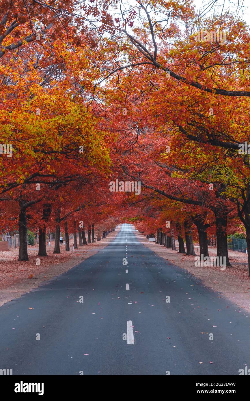Beautiful Trees in Autumn Lining Streets in Town Stock Photo - Alamy