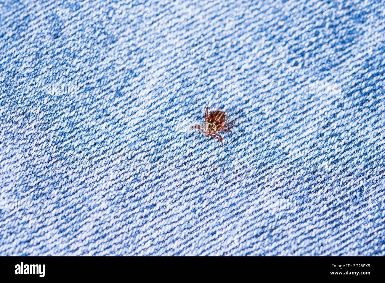Mite sitting on clothes. Danger of parasite tick bite Stock Photo - Alamy
