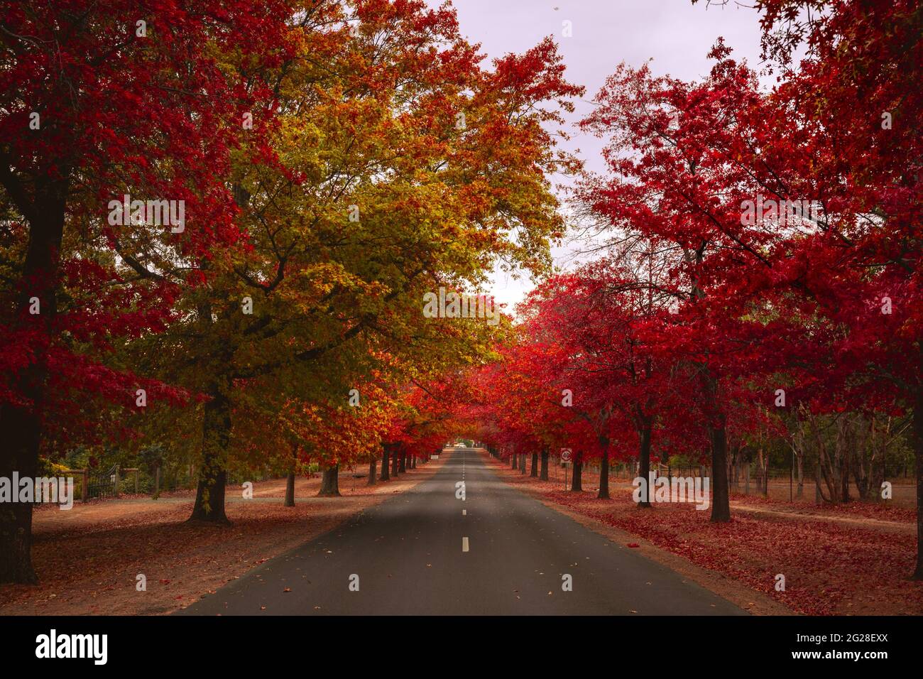 Beautiful Trees in Autumn Lining Streets in Town Stock Photo - Alamy