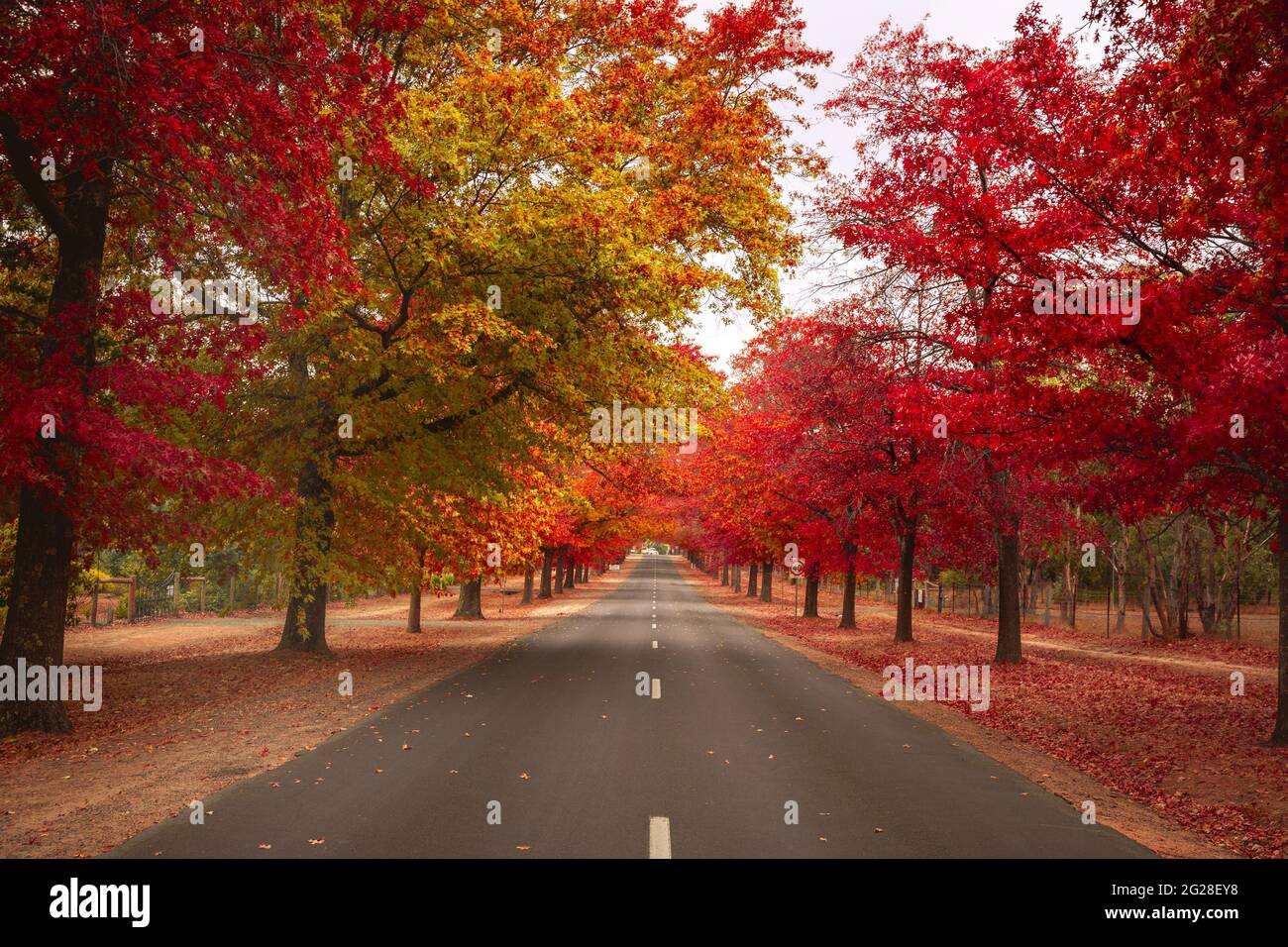 Beautiful Trees in Autumn Lining Streets in Town Stock Photo - Alamy