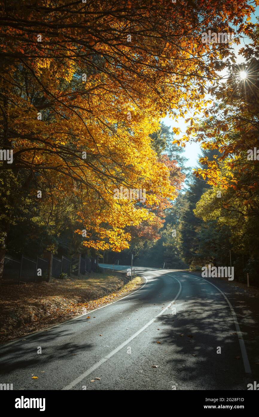 Beautiful Trees in Autumn Lining Streets in Town Stock Photo - Alamy