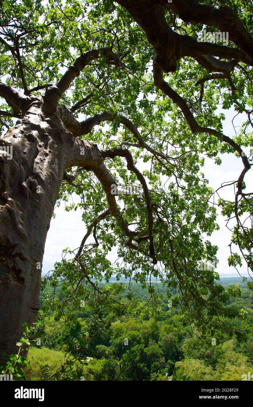 Adansonia digitata African Baobab Tree, Photographed at Lake Manyara ...
