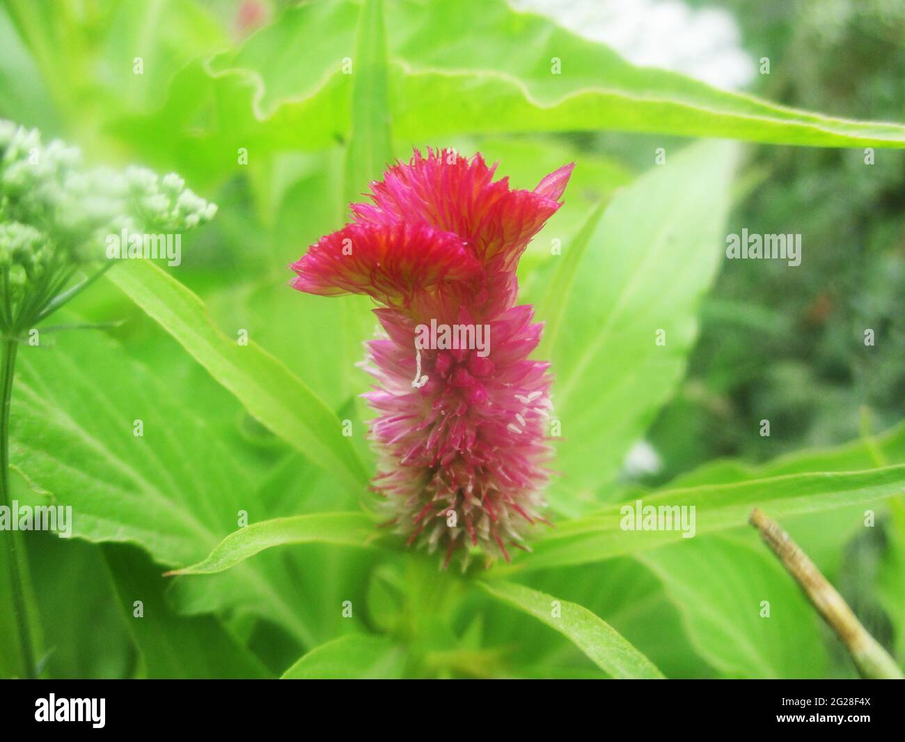 Green Leaves, Beautiful Flowers, Foliage and green Nature Stock Photo ...