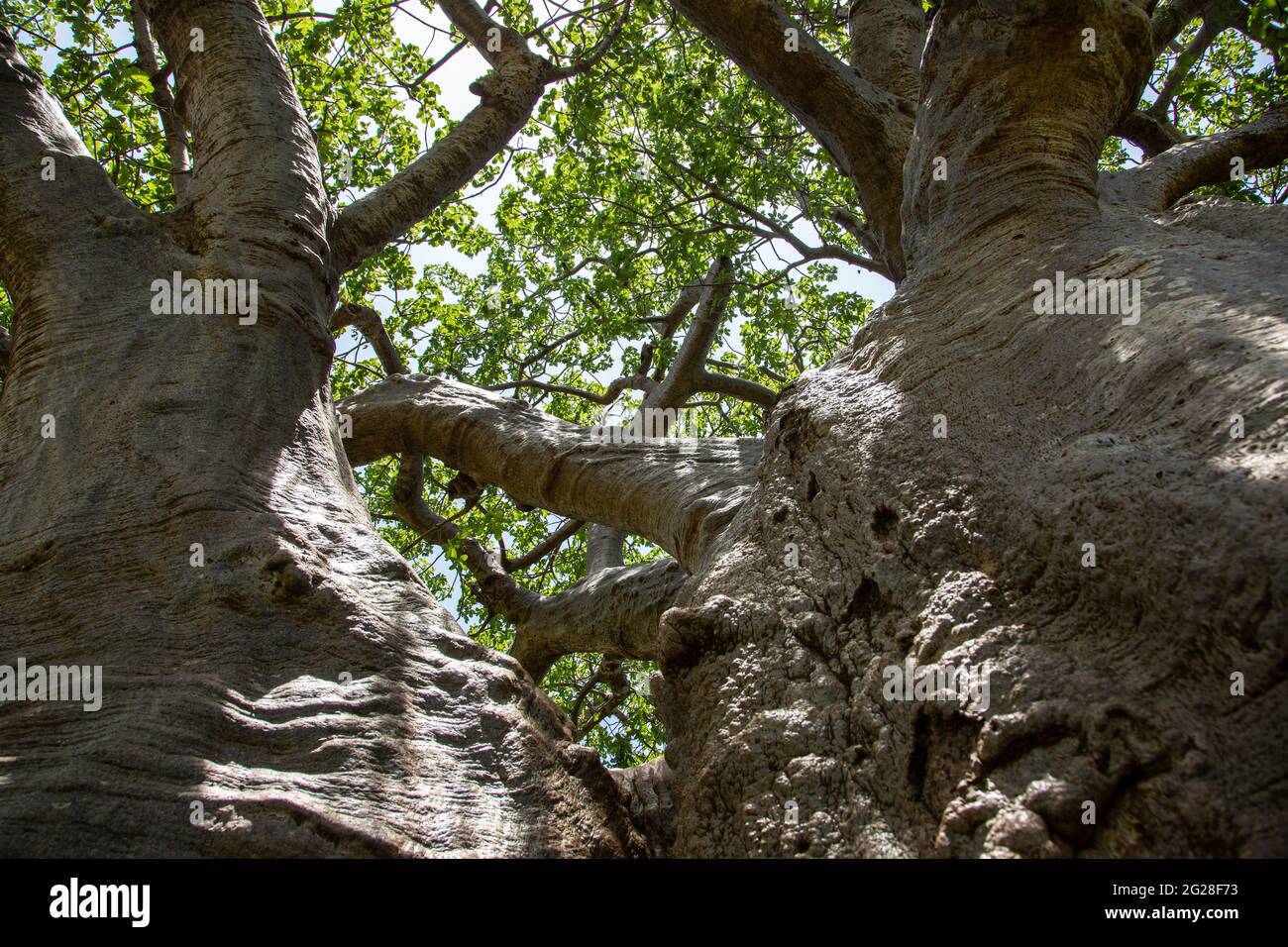 Adansonia digitata African Baobab Tree, Photographed at Lake Manyara ...