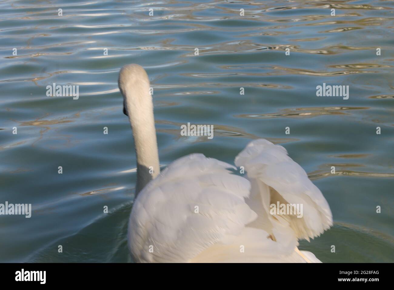 elegant black and white swans swimming in groups in the pool and their ...