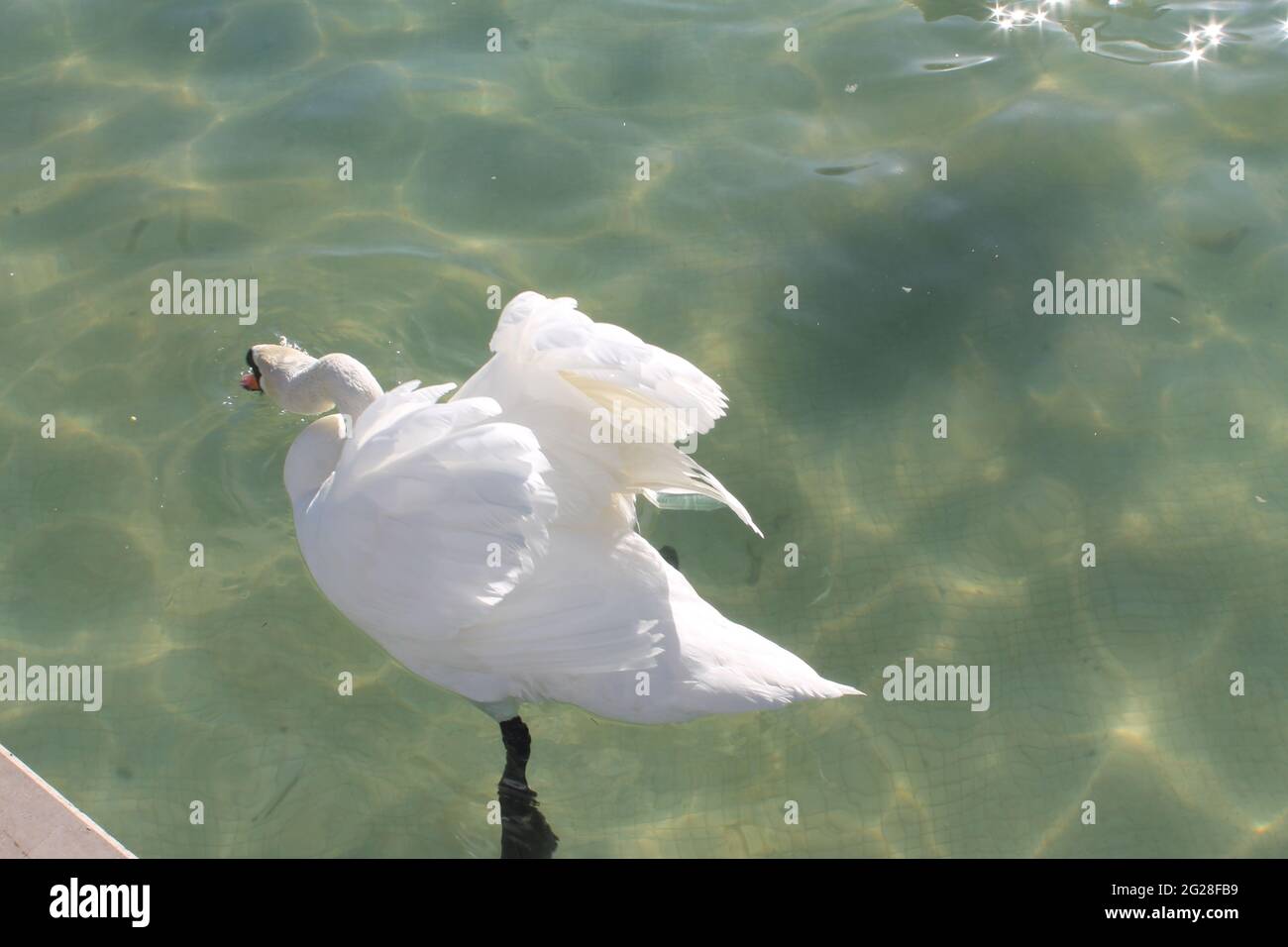 elegant black and white swans swimming in groups in the pool and their ...