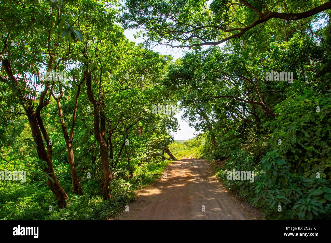 Africa, Tanzania, Lake Manyara National Park tense forest trees Stock ...
