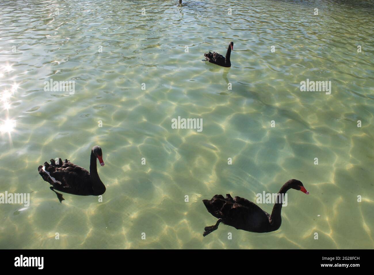 elegant black and white swans swimming in groups in the pool and their ...