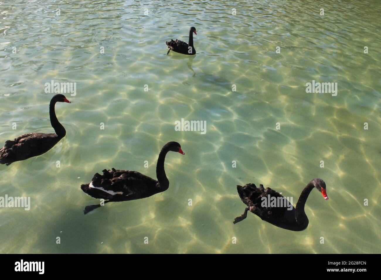 elegant black and white swans swimming in groups in the pool and their ...