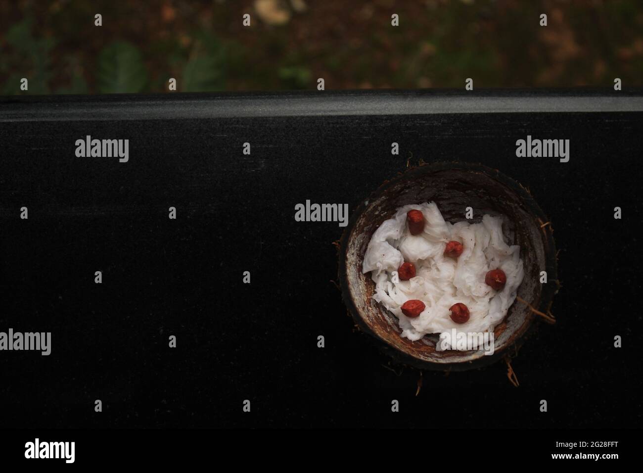 Sowing Peanuts in Cotton in a bowl of Coconut Shell. Growing crops in ...
