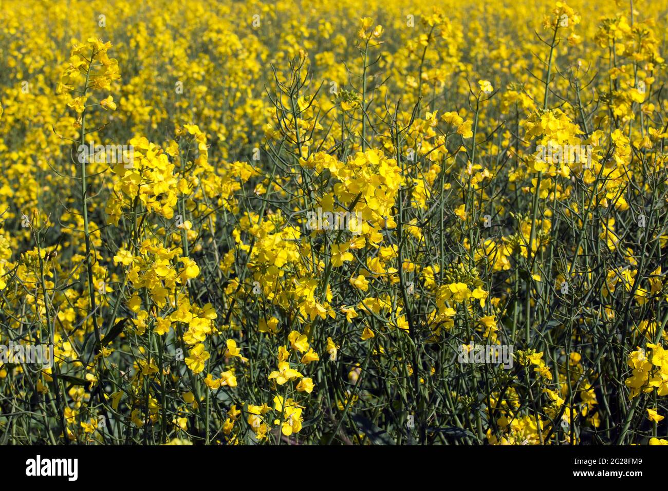 Food grade rapeseed oil hi-res stock photography and images - Alamy