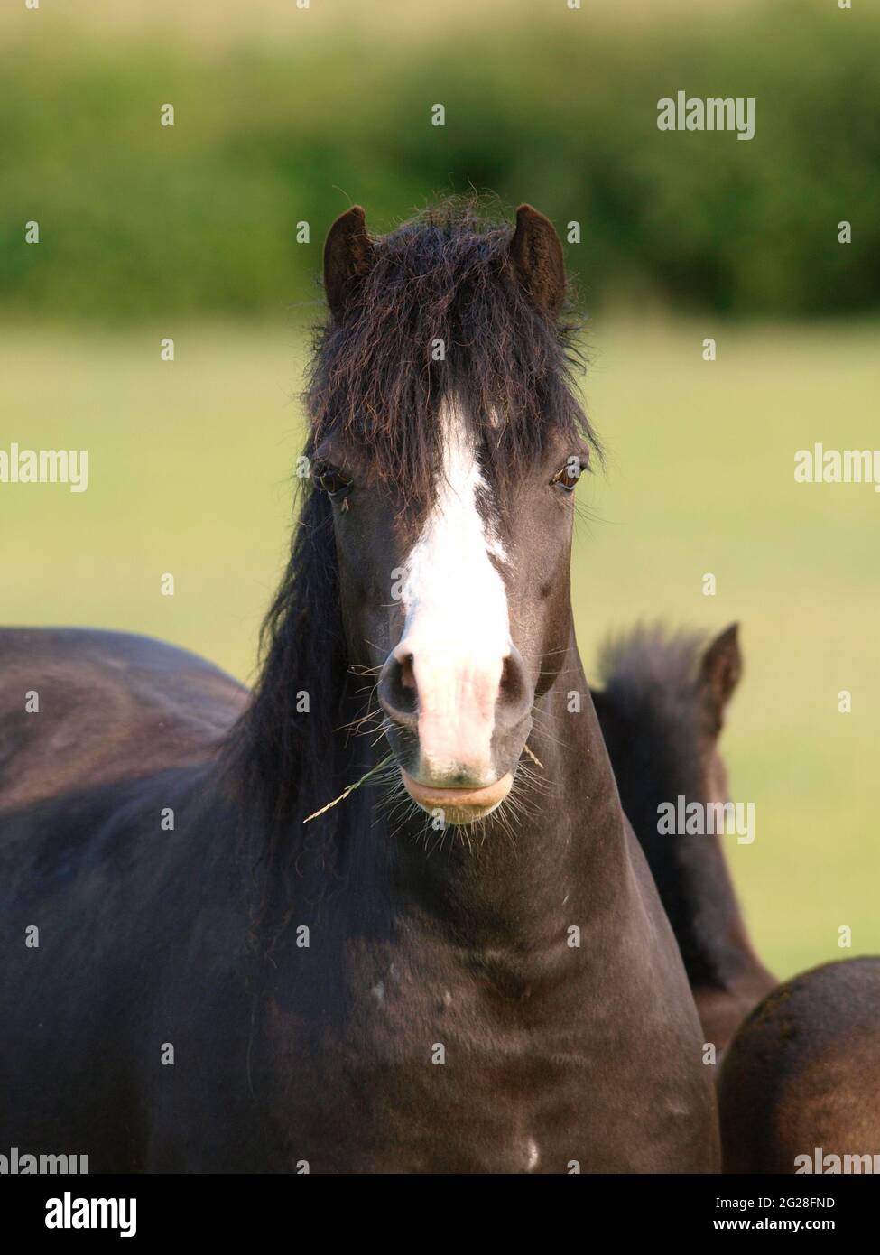 Bay welsh pony hi-res stock photography and images - Alamy
