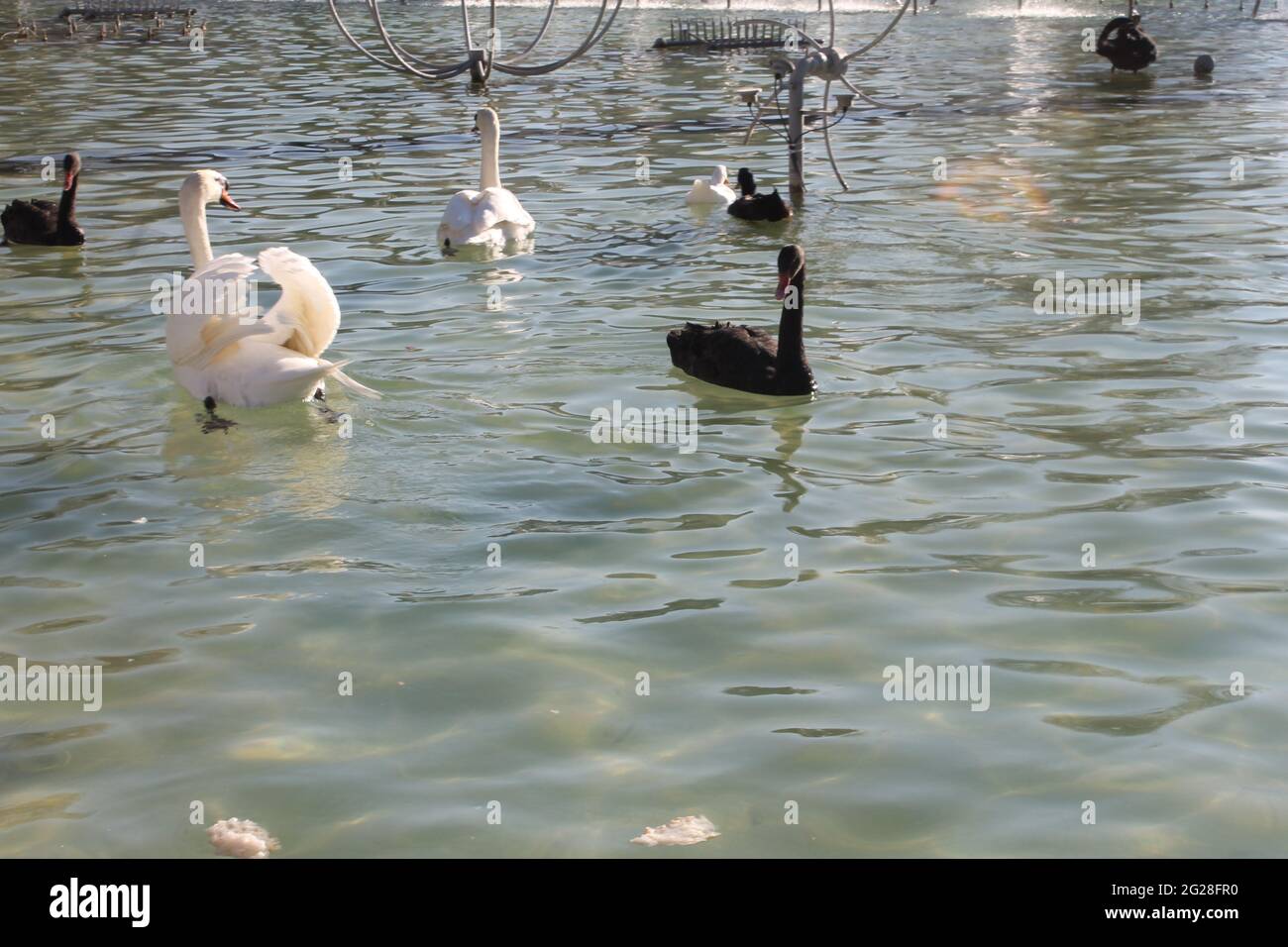 elegant black and white swans swimming in groups in the pool and their ...