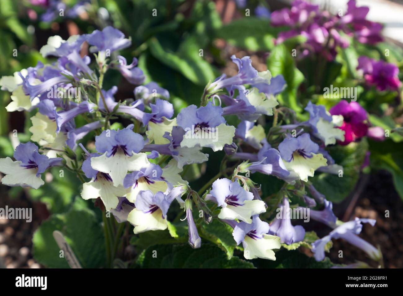 Five petalled salverform tubes hi-res stock photography and images - Alamy