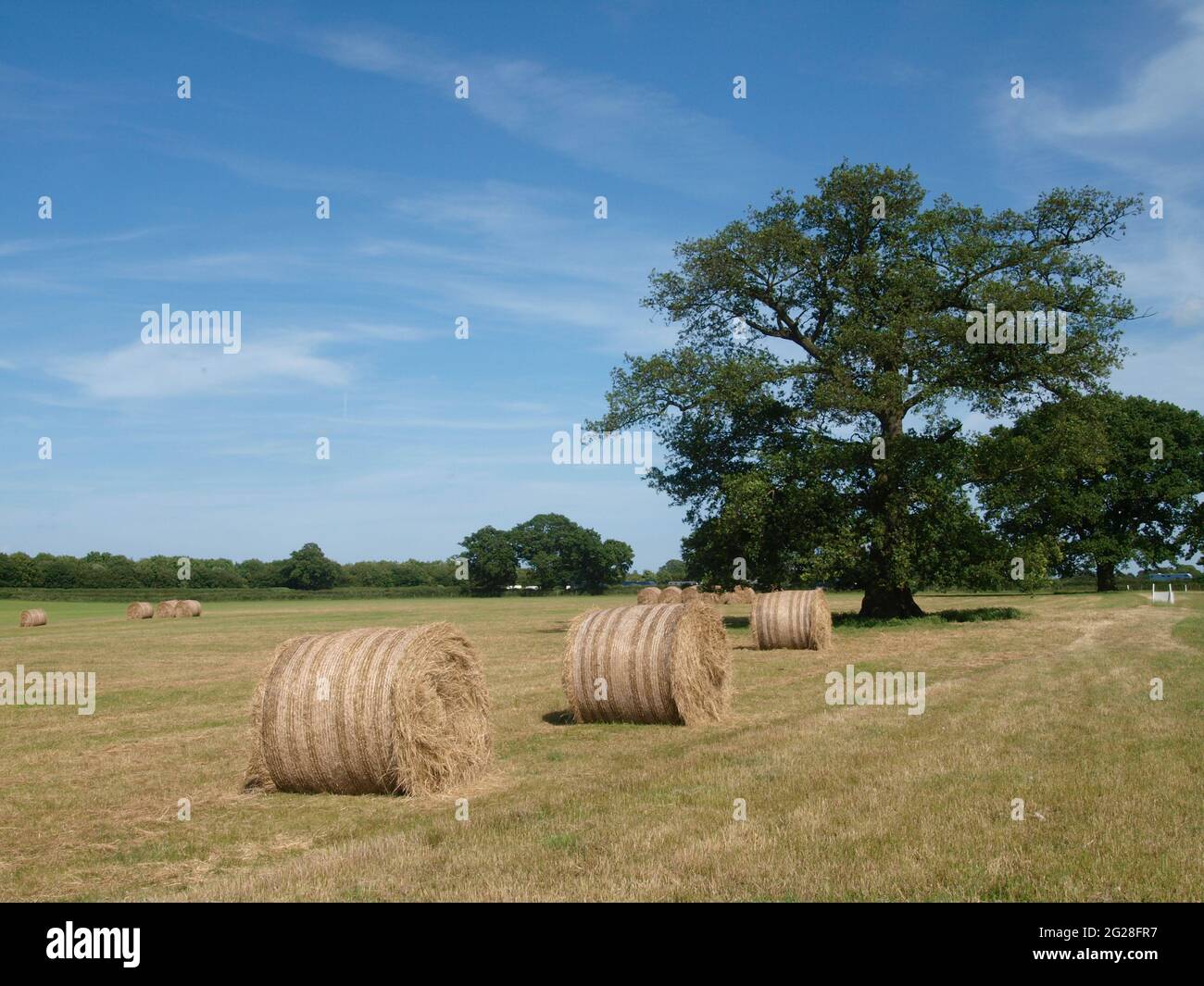 A field of cut and baled hay waiting to be collected Stock Photo - Alamy