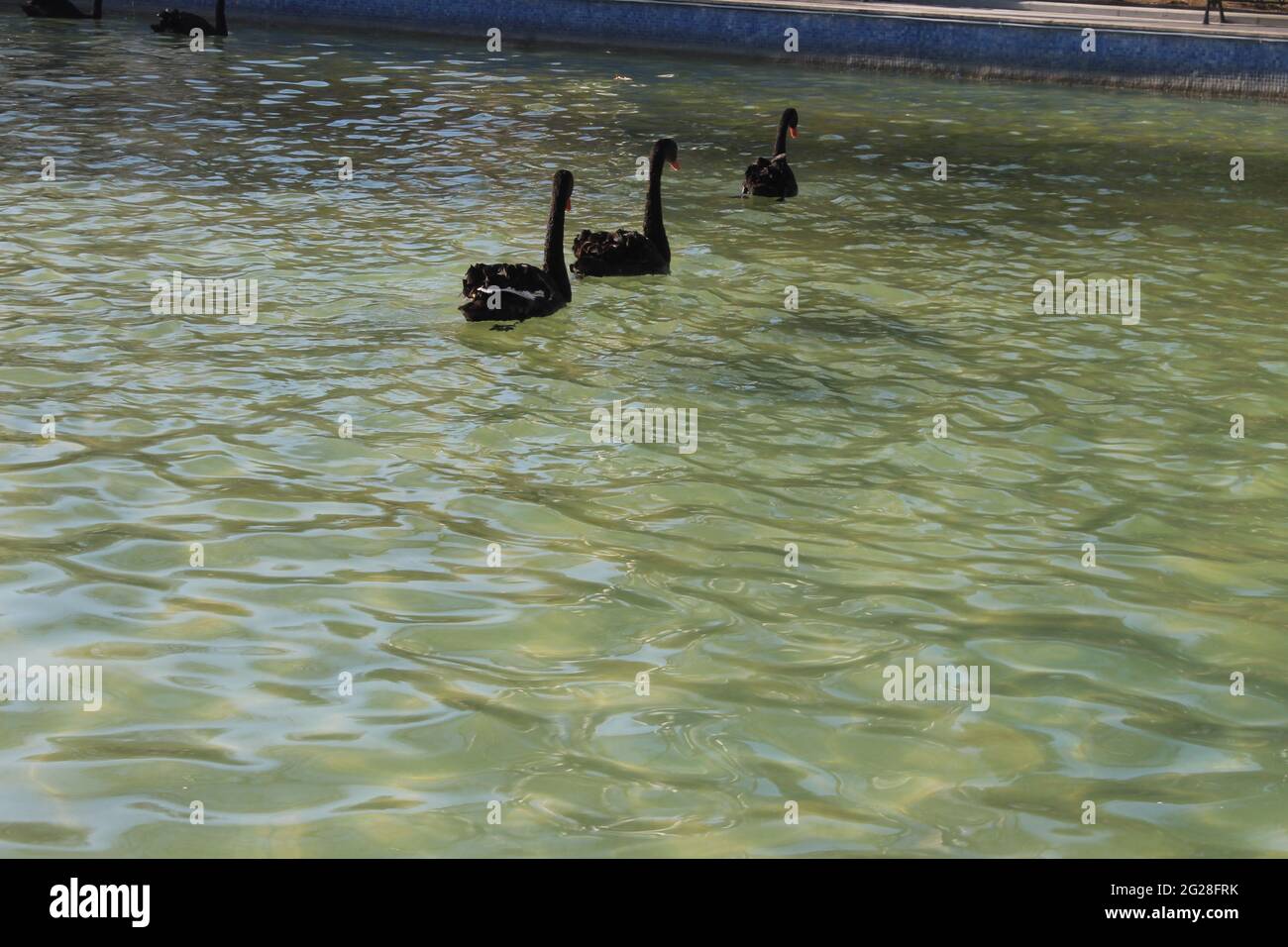 elegant black and white swans swimming in groups in the pool and their ...