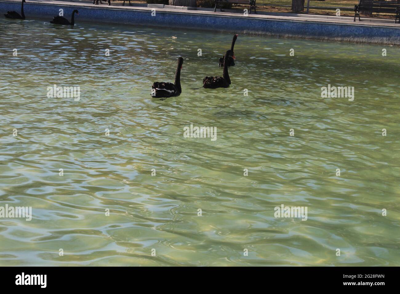elegant black and white swans swimming in groups in the pool and their ...