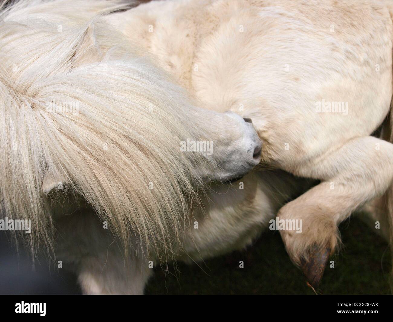 A close up of a grey Shetland pony having a scratch Stock Photo - Alamy