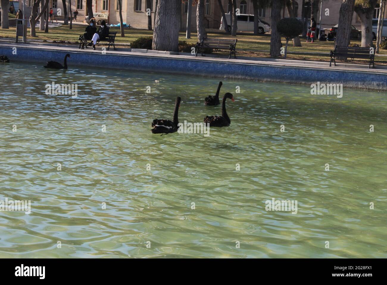 elegant black and white swans swimming in groups in the pool and their ...