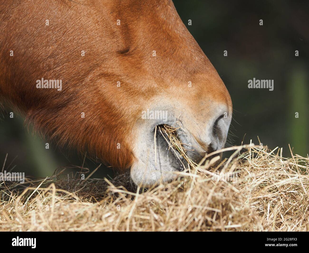 A close up of a chestnut horse eating hay Stock Photo - Alamy