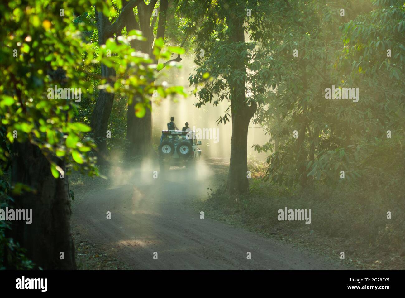 Africa, Tanzania, Lake Manyara National Park tense forest trees Stock ...
