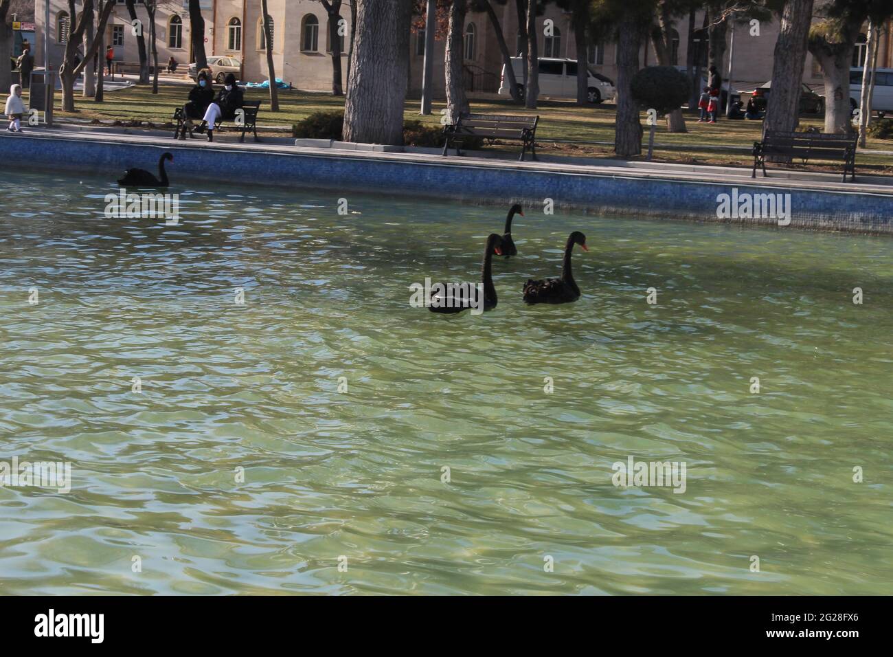 elegant black and white swans swimming in groups in the pool and their ...