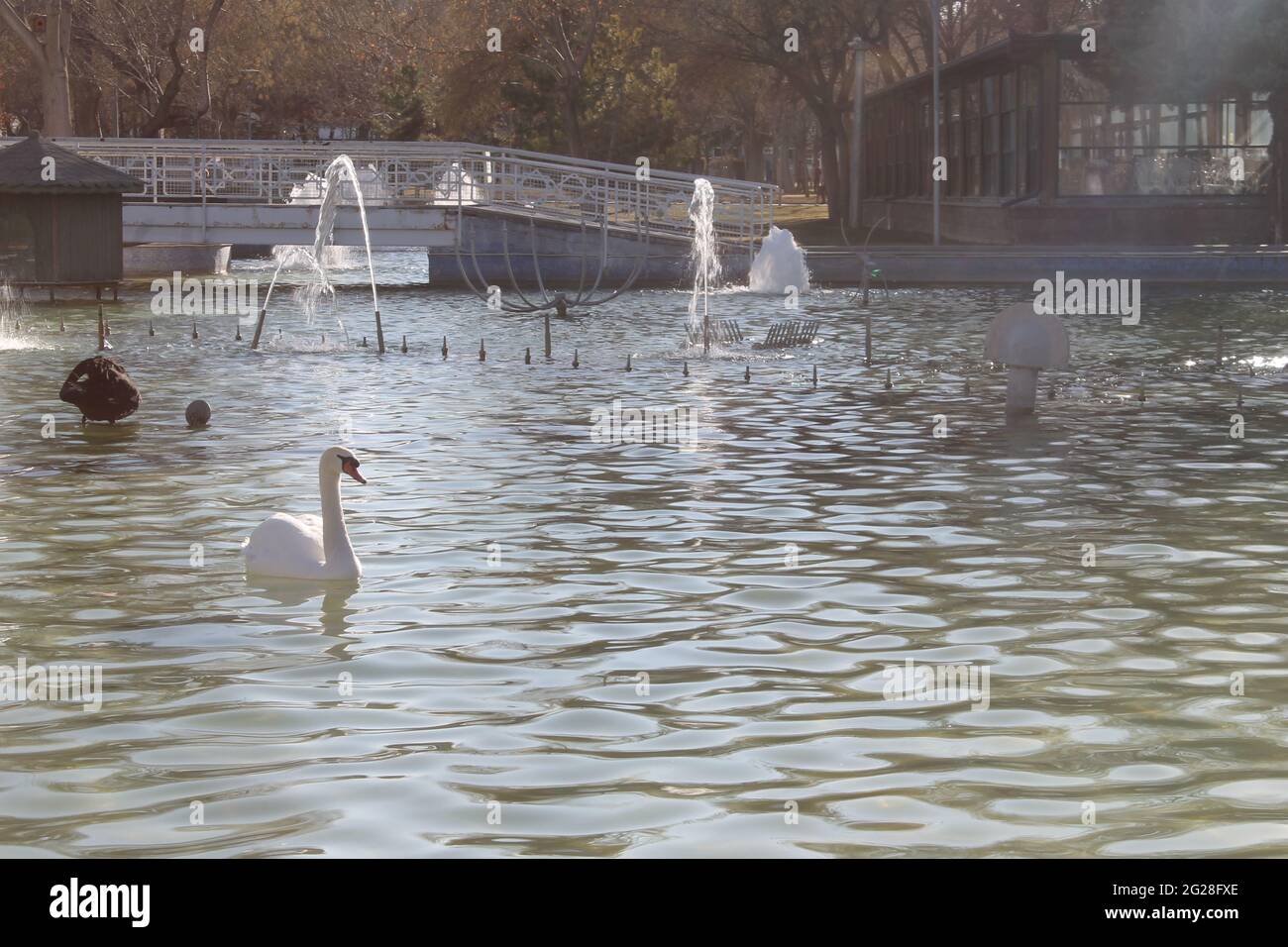 elegant black and white swans swimming in groups in the pool and their ...