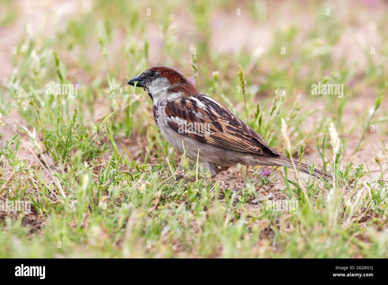 Green sparrow feeding on food hi-res stock photography and images - Alamy