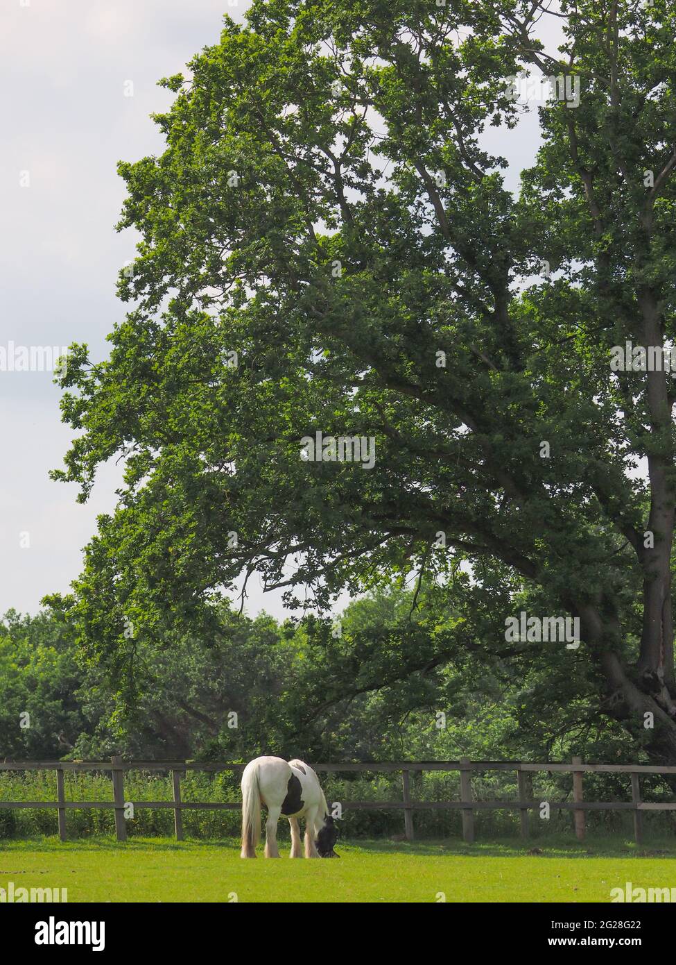 A single pony grazes underneath an oak tree in a paddock Stock Photo ...