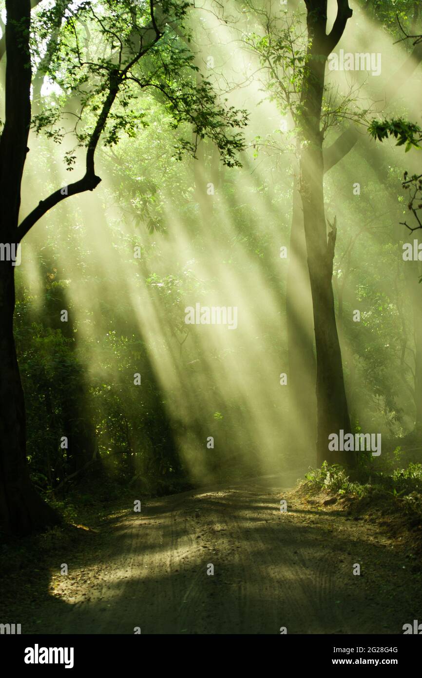 Africa, Tanzania, Lake Manyara National Park tense forest trees Stock ...