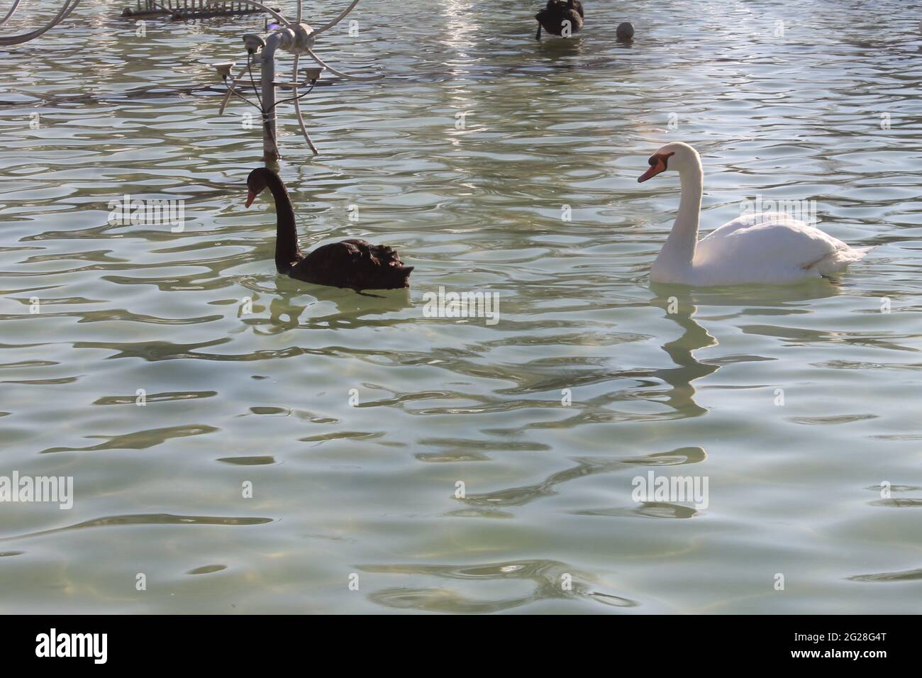 elegant black and white swans swimming in groups in the pool and their ...