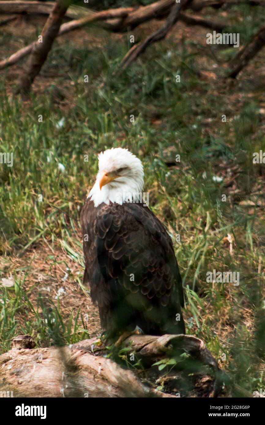 Bald eagle perched on a next in an enclosure Stock Photo - Alamy