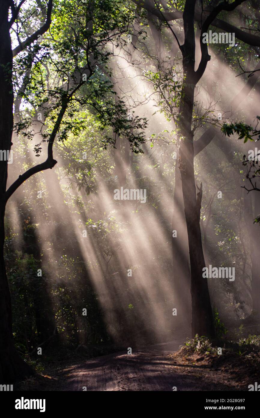 Africa, Tanzania, Lake Manyara National Park tense forest trees Stock ...