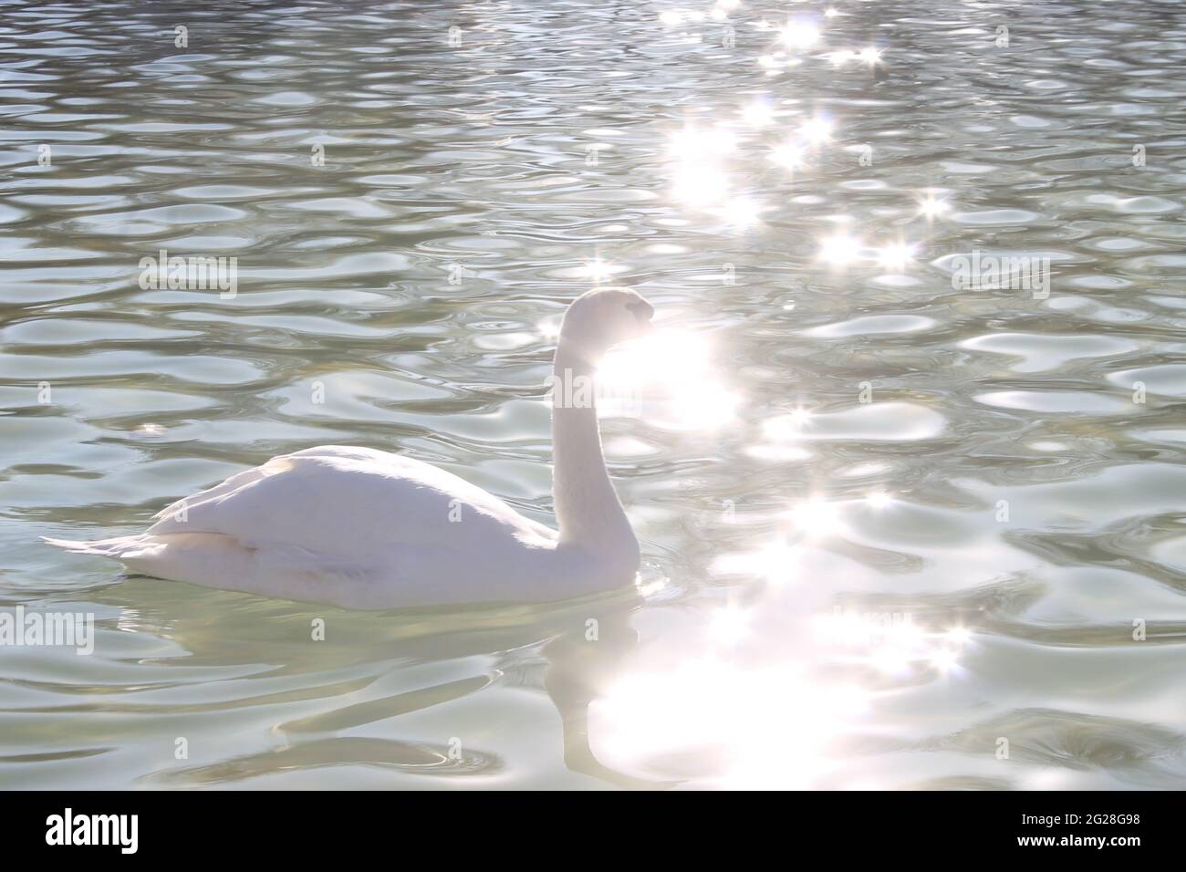 elegant black and white swans swimming in groups in the pool and their ...