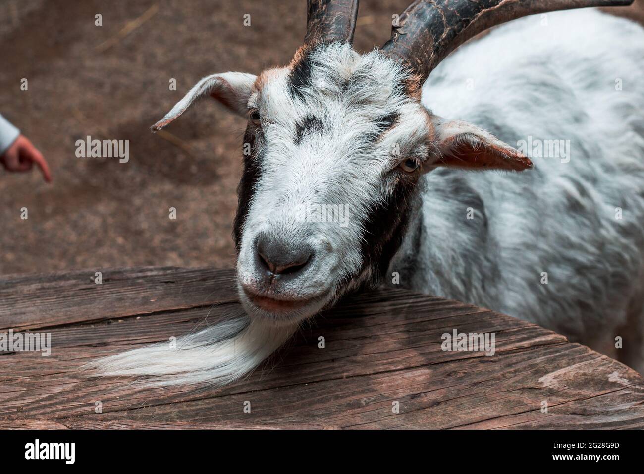 Goat at a petting zoo Stock Photo - Alamy