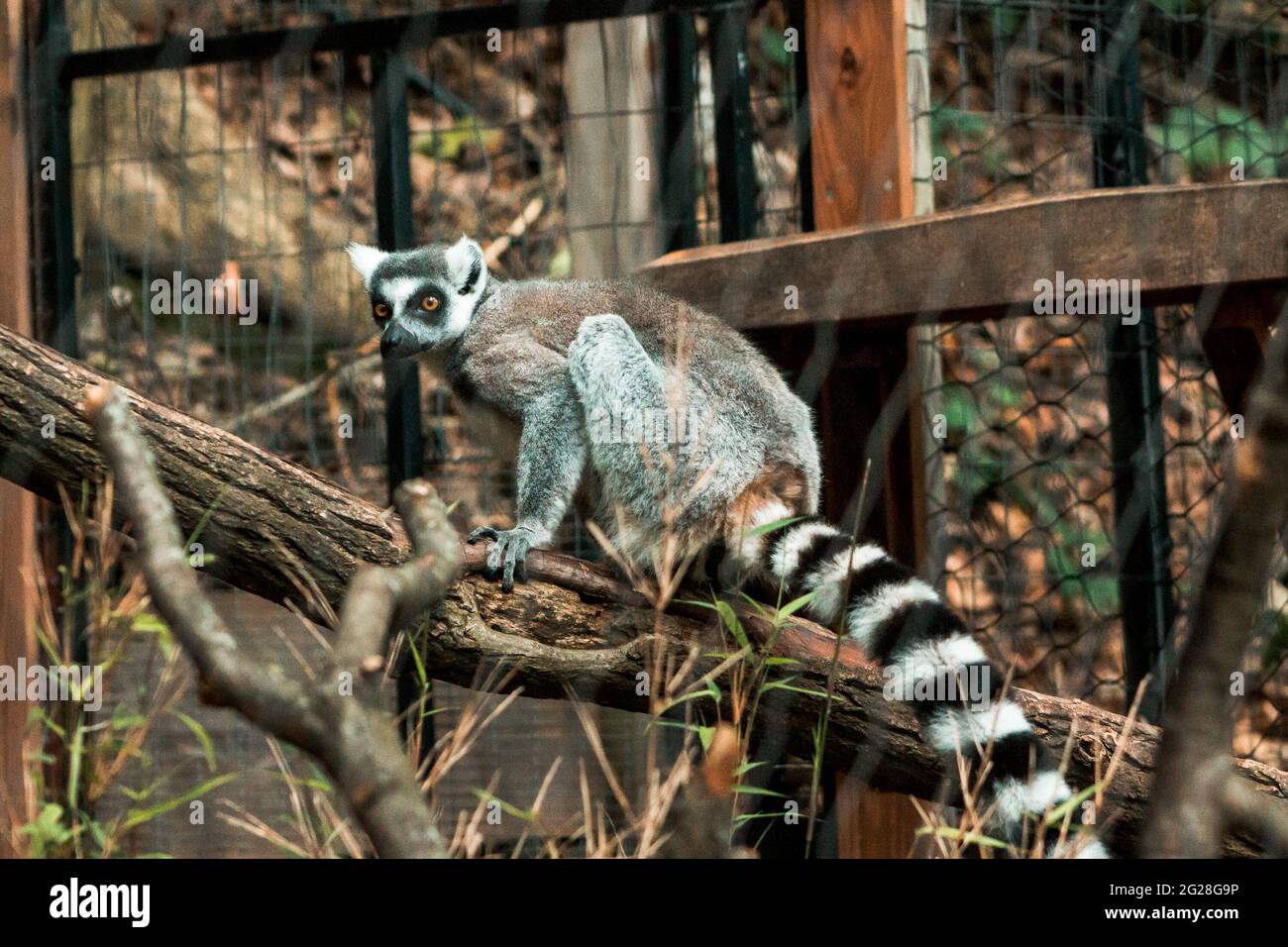 Lemur climbing around its habitat at the zoo Stock Photo - Alamy
